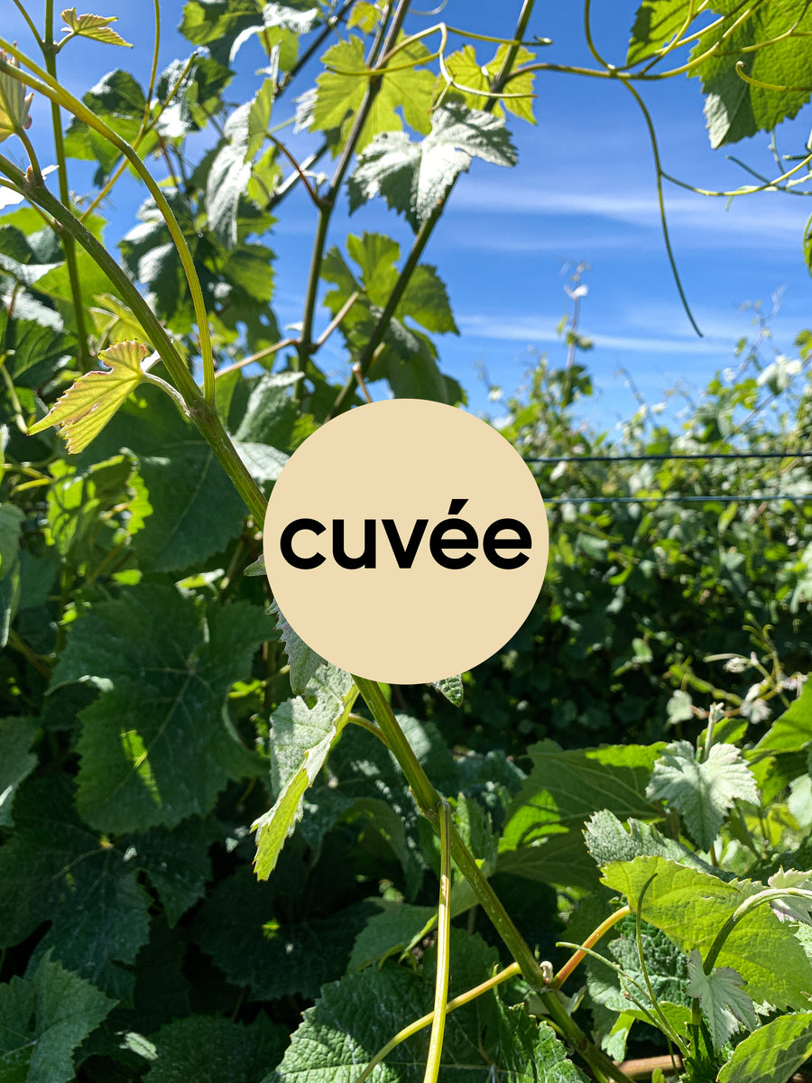 What does the wine term 'cuvée' mean?